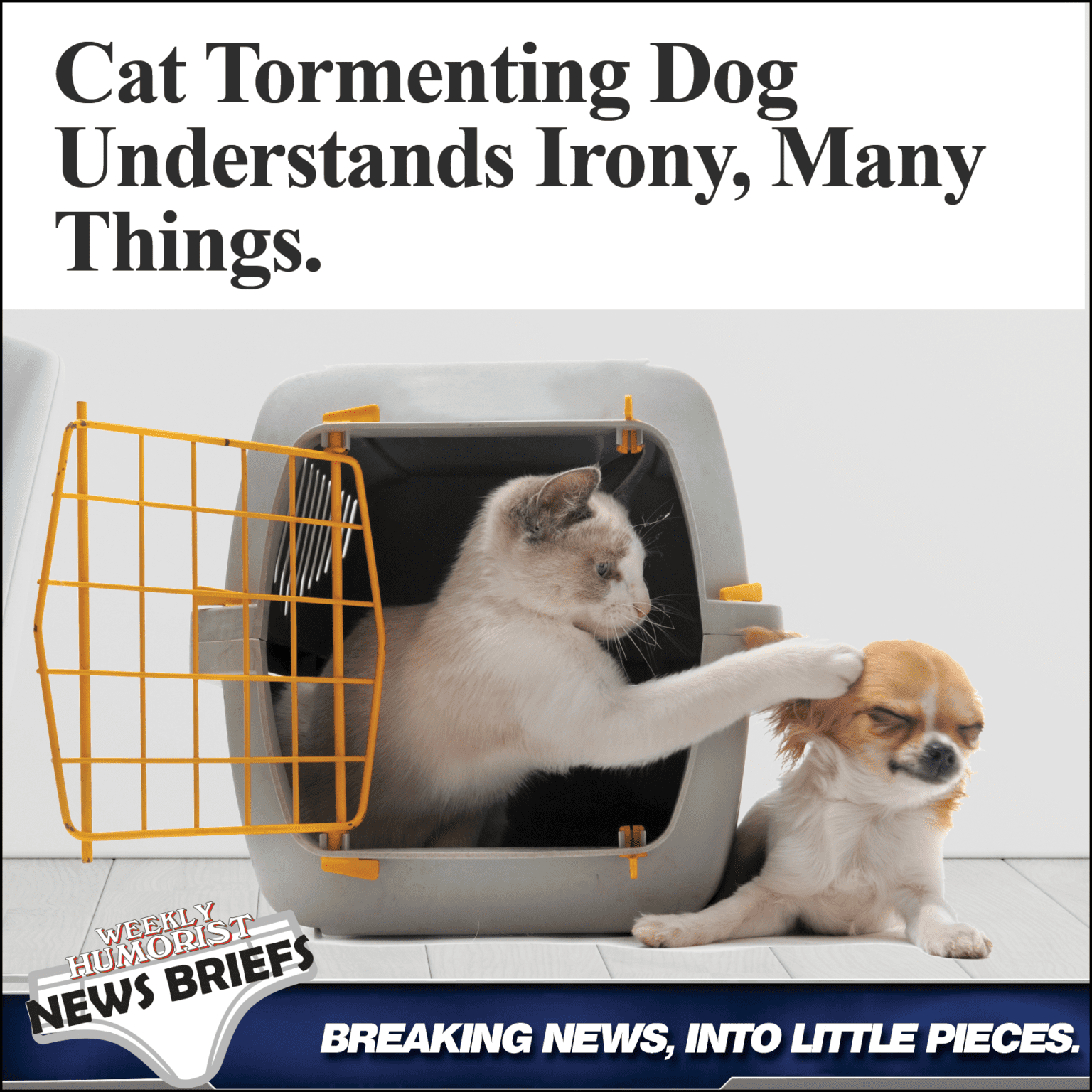 NEWSBRIEFS: Cats – Weekly Humorist
